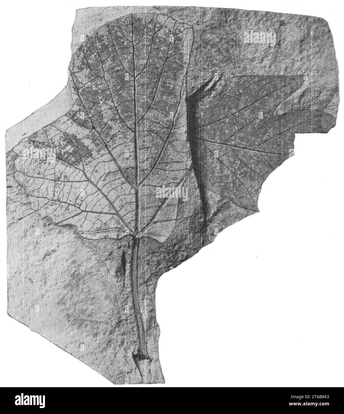 Vitis washingtonensis as Acer merriami USNM P36993 Plate28 Fig1 Stock ...