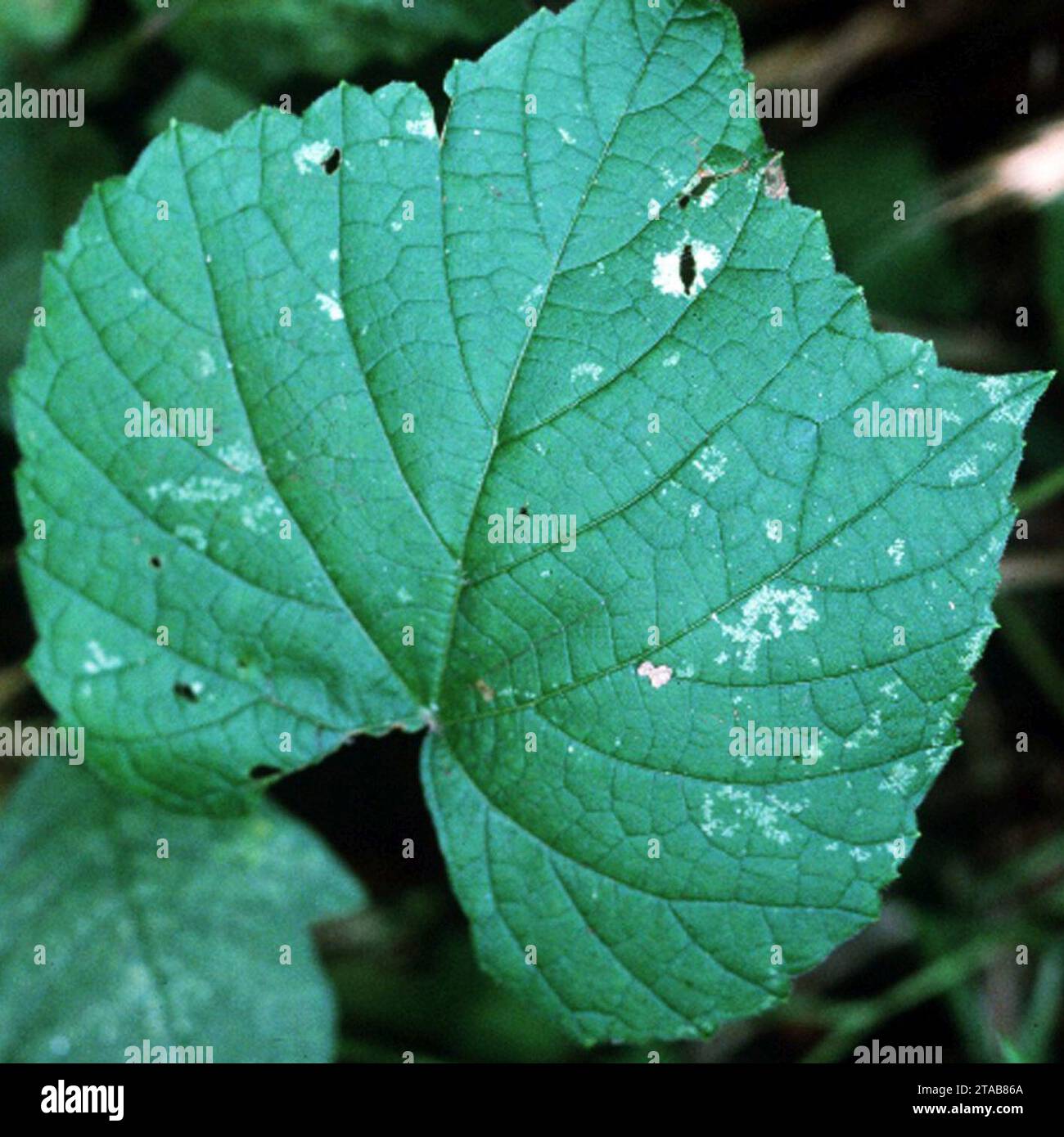 Vitis vulpina NRCS-2 Stock Photo - Alamy