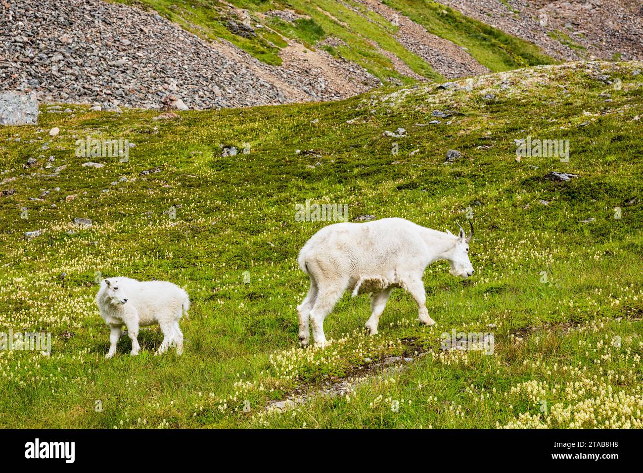 Mountain goats, Crow Pass Trail, Chugach National Forest, Alaska Stock ...