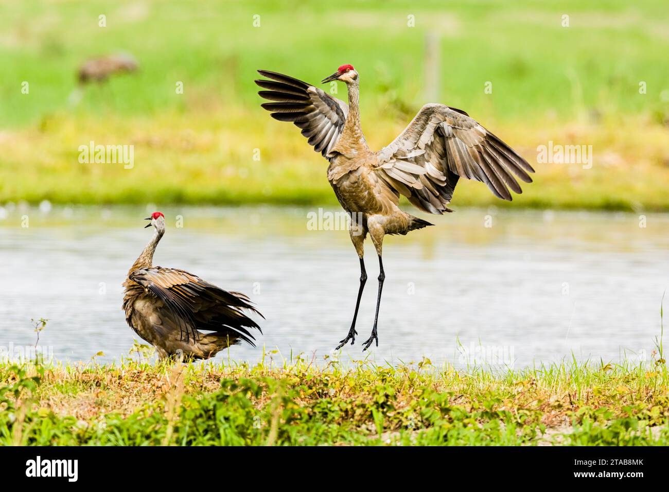 Alaska animal animals bird hi-res stock photography and images - Alamy