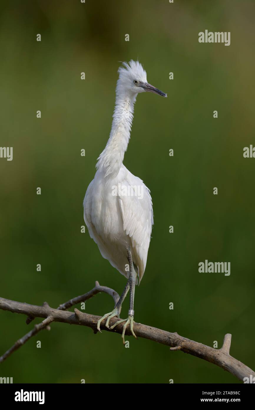 immature Snowy Egret (Egretta thula) Yolo County California USA Stock ...