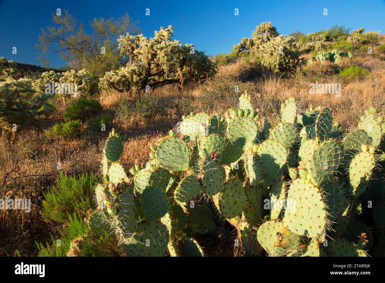 Prickly pear, Tonto National Forest, Arizona Stock Photo - Alamy