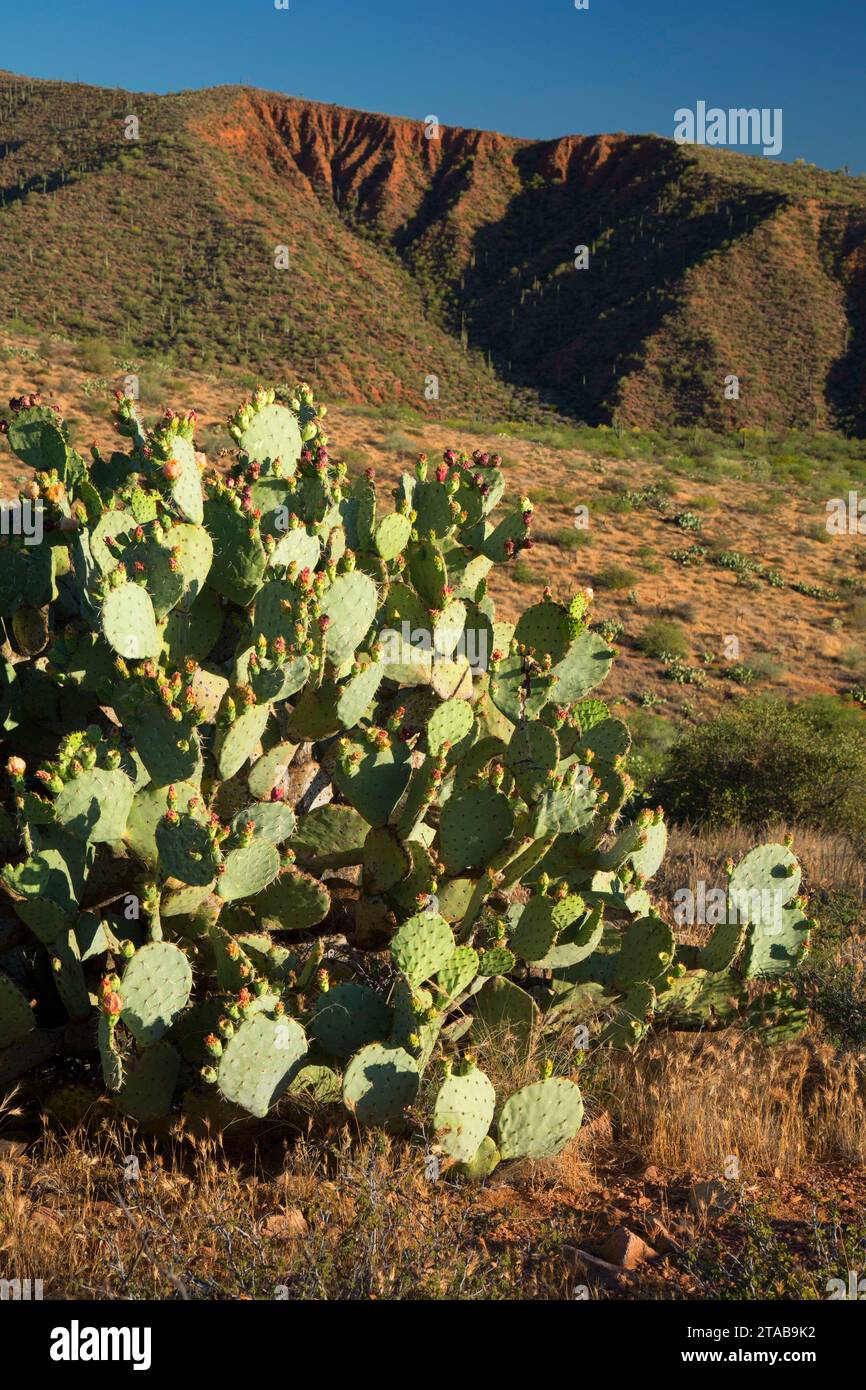 Prickly pear cactus mountains hi-res stock photography and images - Alamy