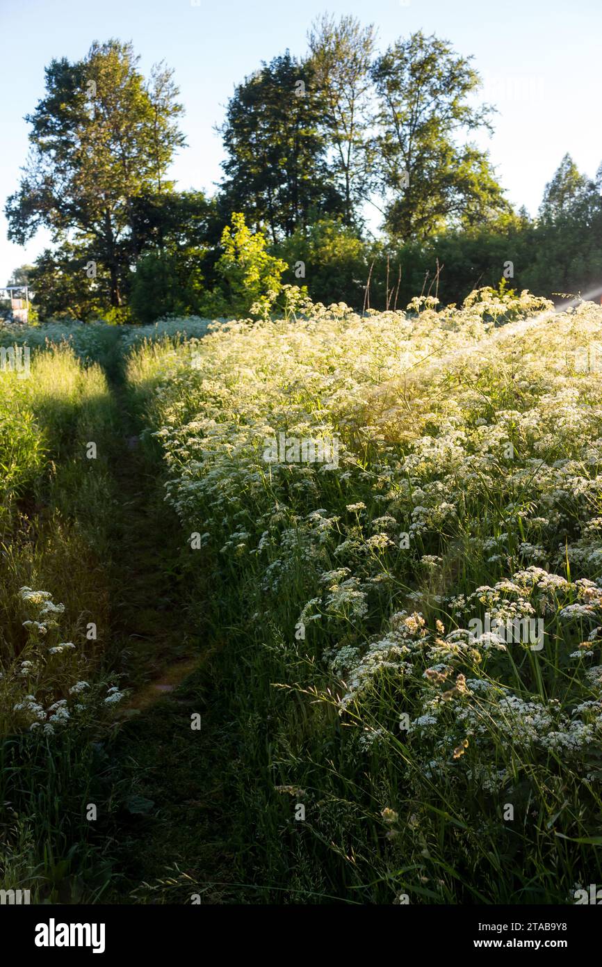 Natural landscape with a path going through an overgrown field Stock ...