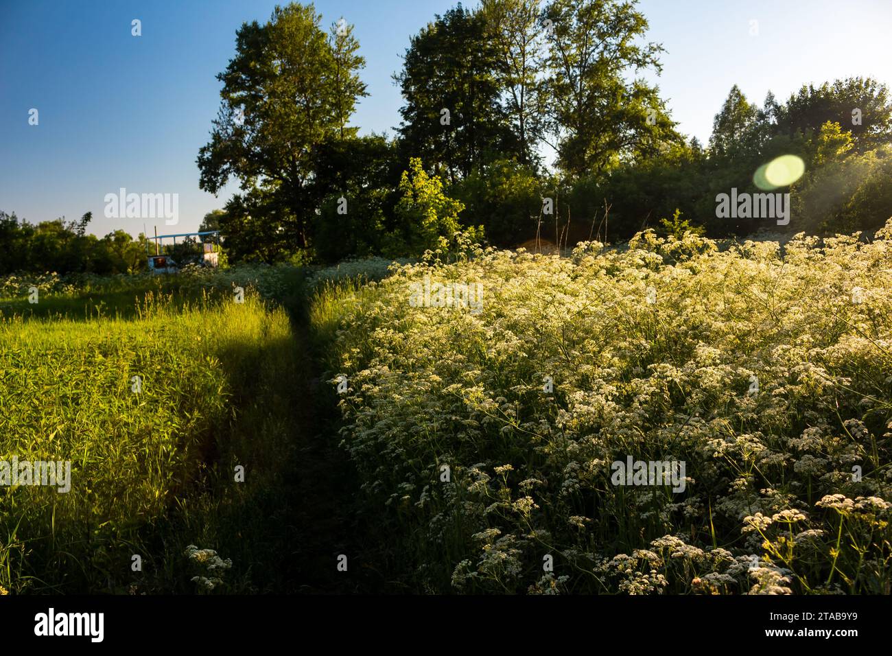 Natural landscape with a path going through an overgrown field Stock ...