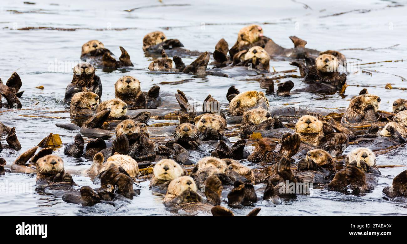Raft of sea otters, Koniuji Island, Alaska Stock Photo - Alamy