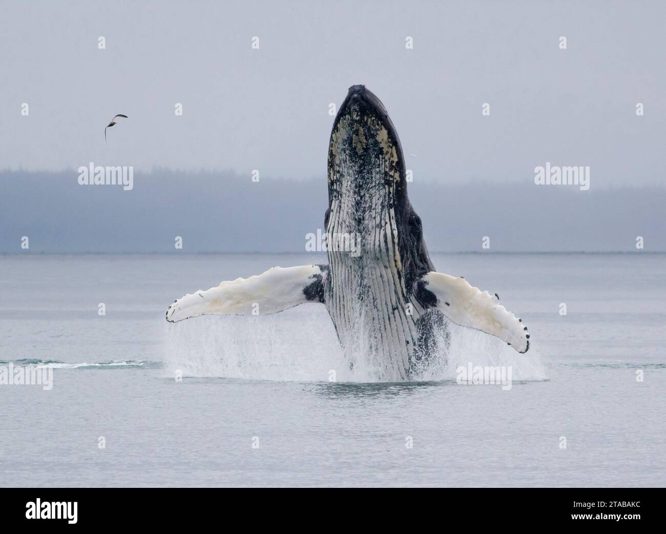 Breaching Humpback whale at point Adolphus, Alaska Stock Photo - Alamy