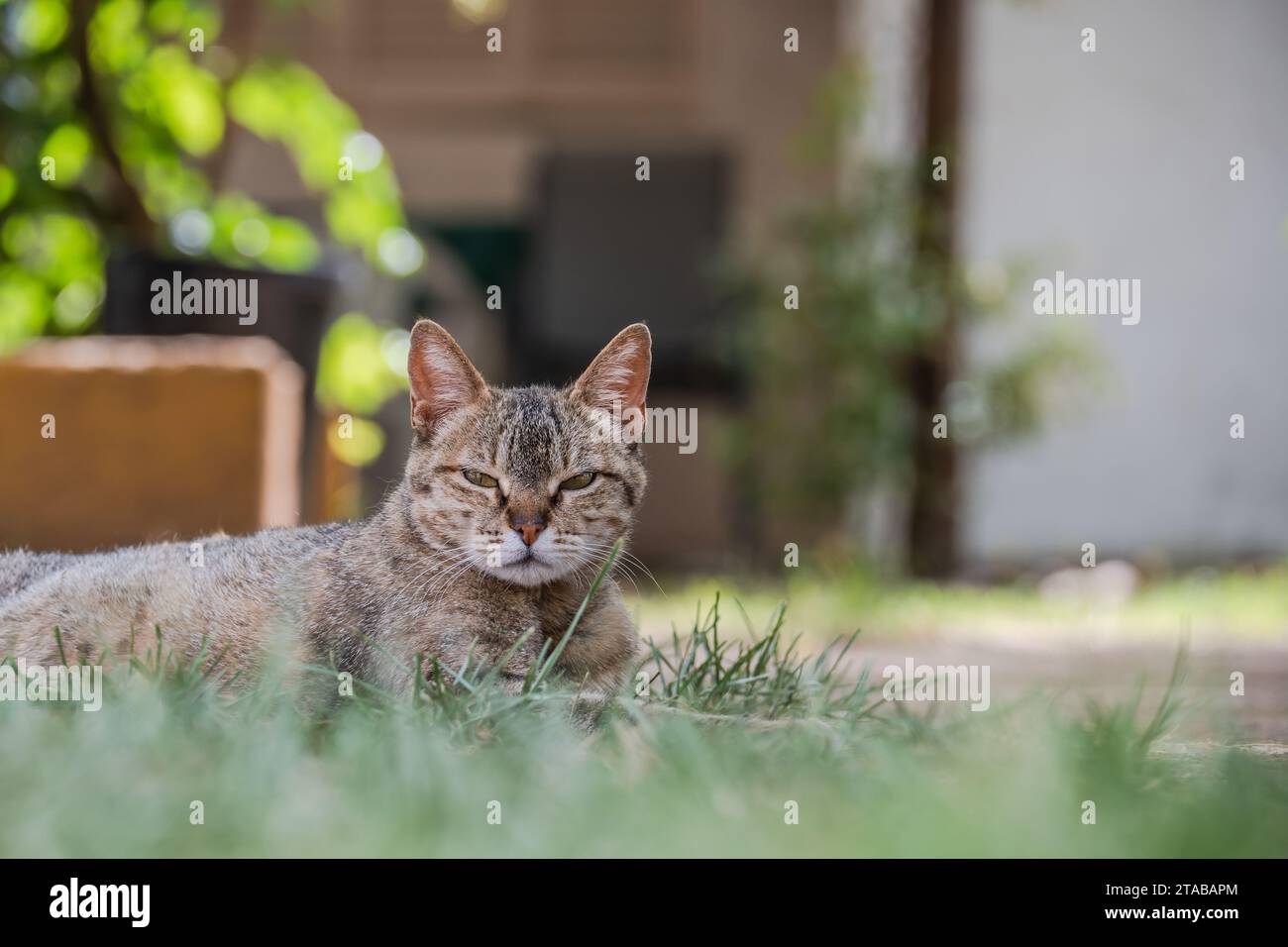 Feline young animals hi-res stock photography and images - Alamy