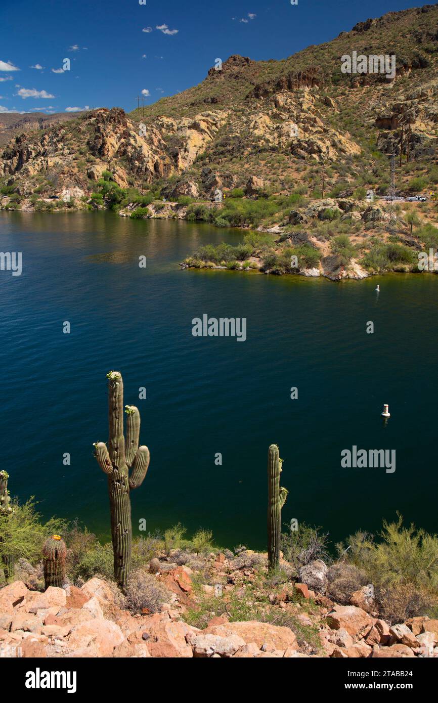 Canyon Lake saguaro, Apache Trail Scenic Byway, Tonto National Forest ...