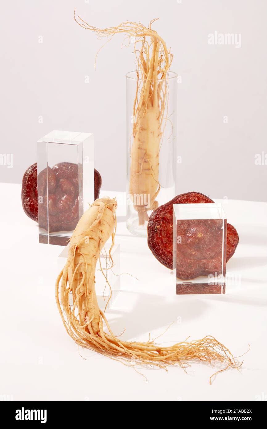 On a white background, fresh ginseng root and lingzhi mushrooms ...