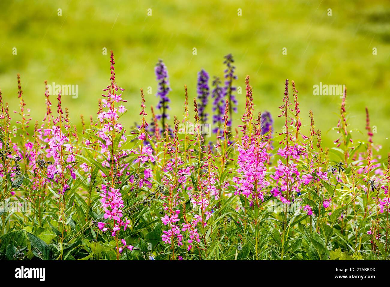 Common larkspur hi-res stock photography and images - Alamy