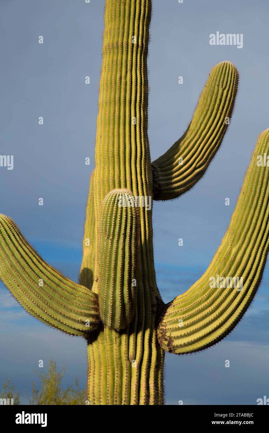 Saguaro, Picacho Peak State Park, Arizona Stock Photo - Alamy