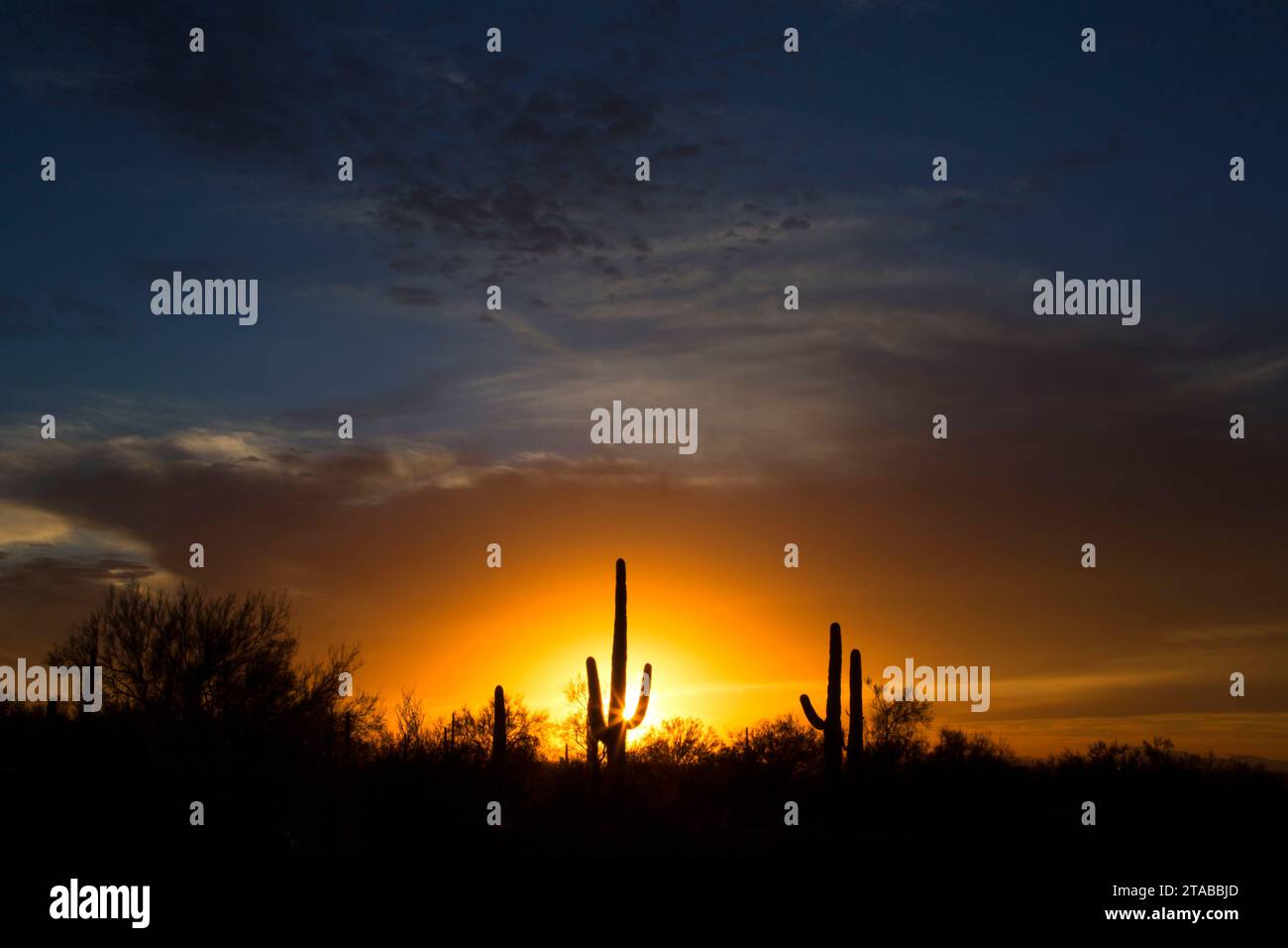 Saguaro sunset, Picacho Peak State Park, Arizona Stock Photo - Alamy