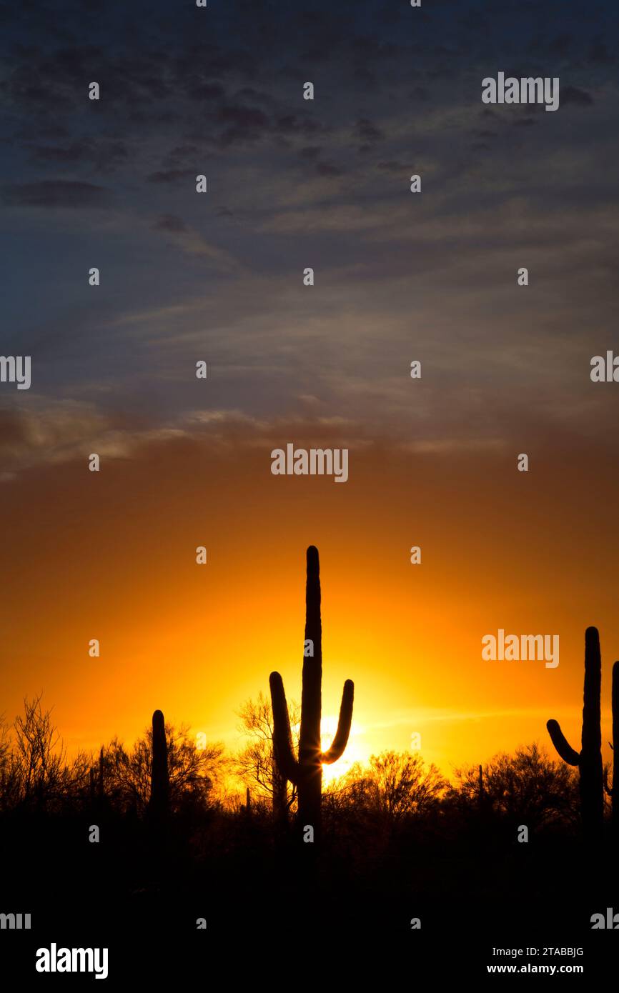 Saguaro sunset, Picacho Peak State Park, Arizona Stock Photo - Alamy