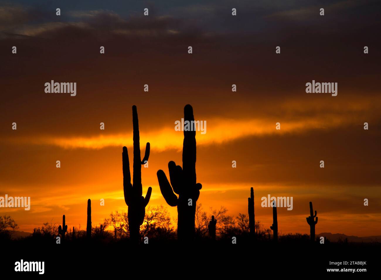 Saguaro sunset, Picacho Peak State Park, Arizona Stock Photo - Alamy