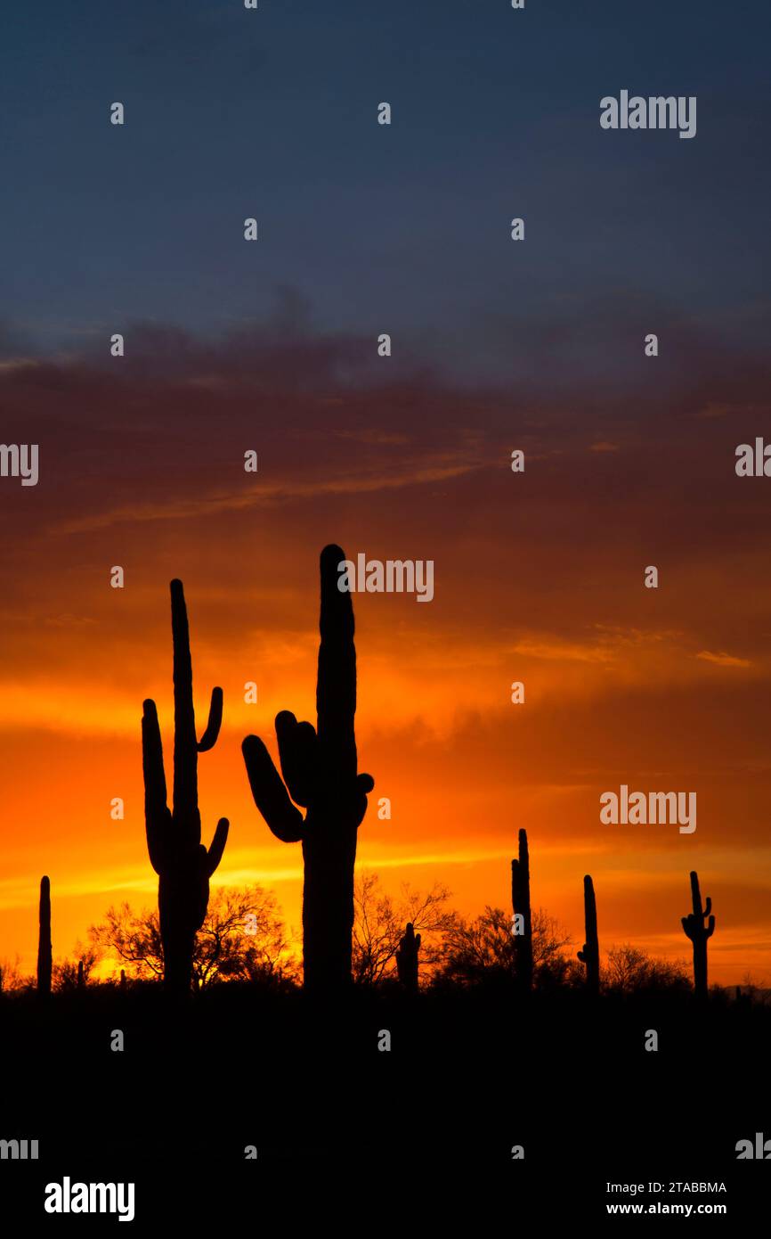 Saguaro sunset, Picacho Peak State Park, Arizona Stock Photo - Alamy