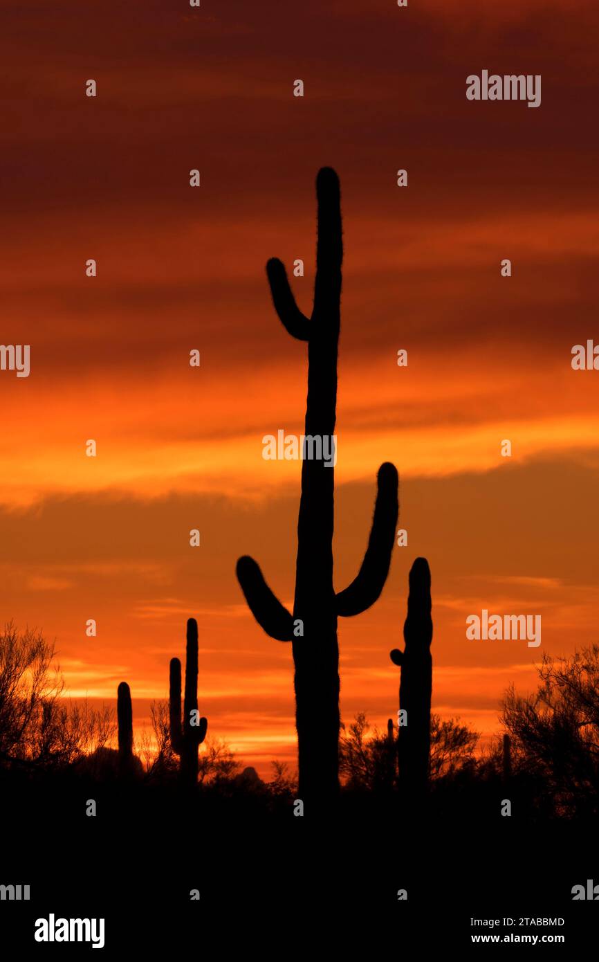 Saguaro sunset, Picacho Peak State Park, Arizona Stock Photo - Alamy