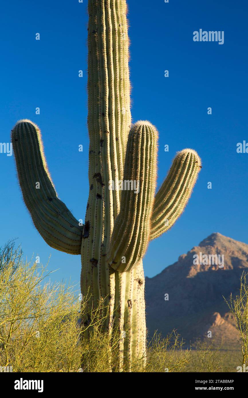 Saguaro, Picacho Peak State Park, Arizona Stock Photo - Alamy