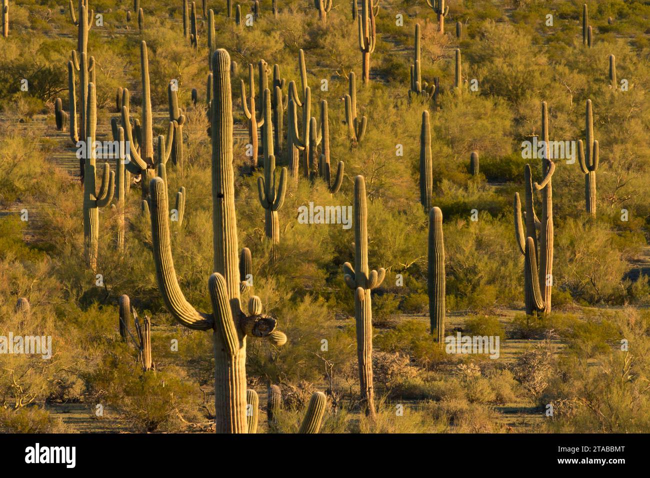 Desert with saguaro, Picacho Peak State Park, Arizona Stock Photo - Alamy