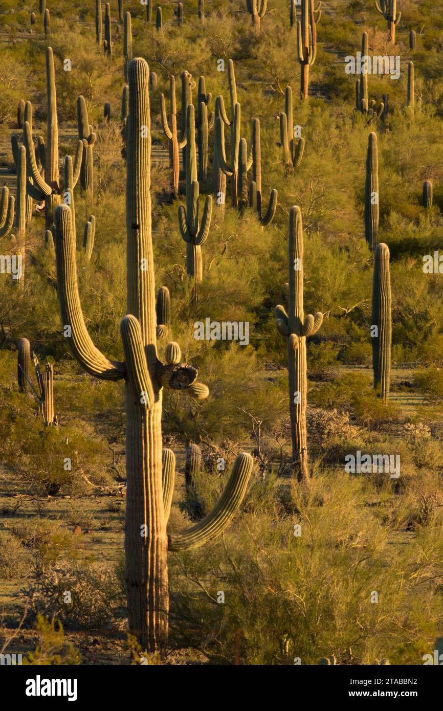 Desert with saguaro, Picacho Peak State Park, Arizona Stock Photo - Alamy