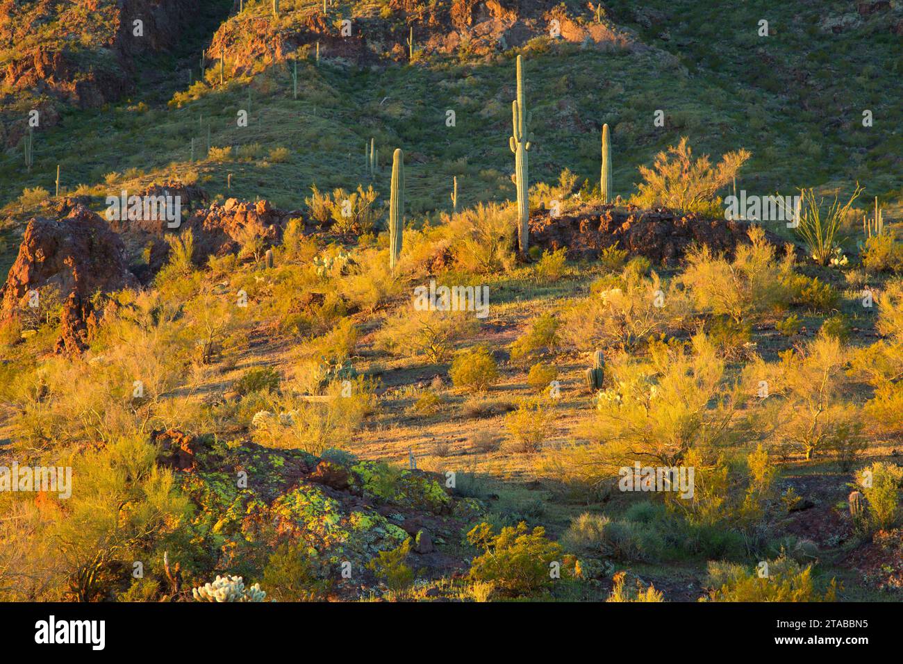 Desert with saguaro, Picacho Peak State Park, Arizona Stock Photo - Alamy