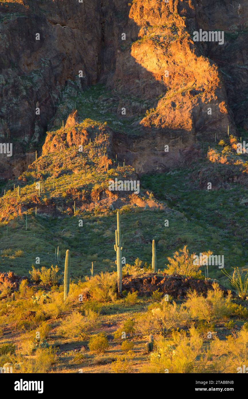 Desert with saguaro, Picacho Peak State Park, Arizona Stock Photo - Alamy