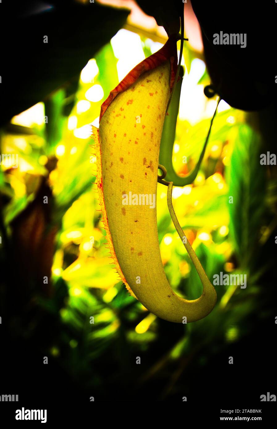 A brightly colored Nepenthes rafflesiana pitcher plant hangs among ...