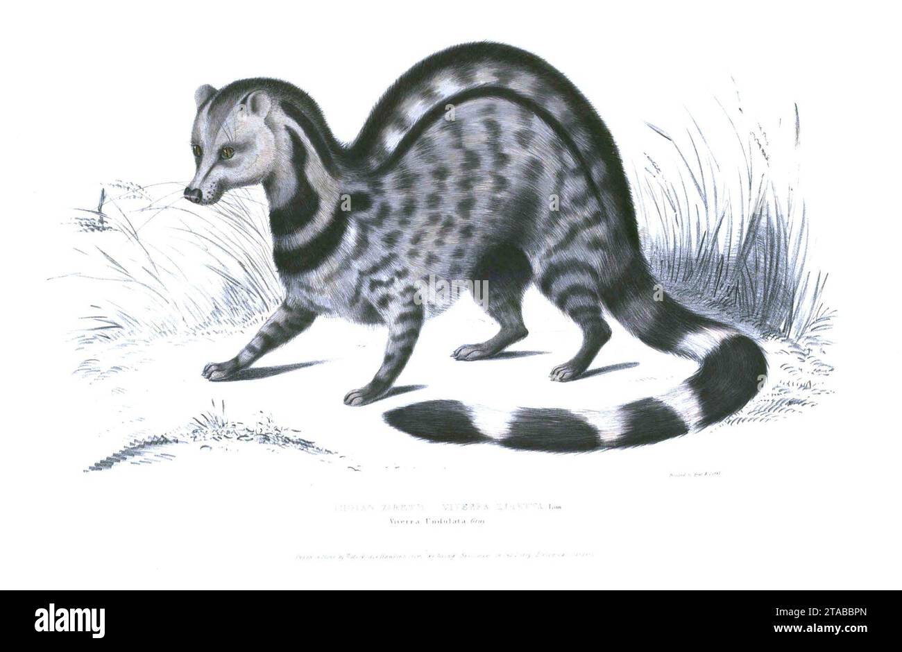 Zibetha hi-res stock photography and images - Alamy