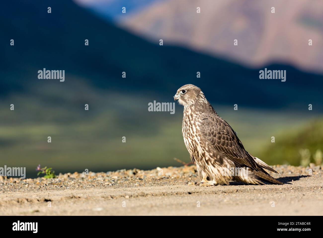 Gyrfalcon park hi-res stock photography and images - Alamy