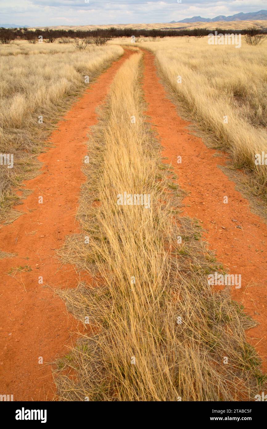 Grassland ranch road, Las Cienegas National Conservation Area, Arizona ...