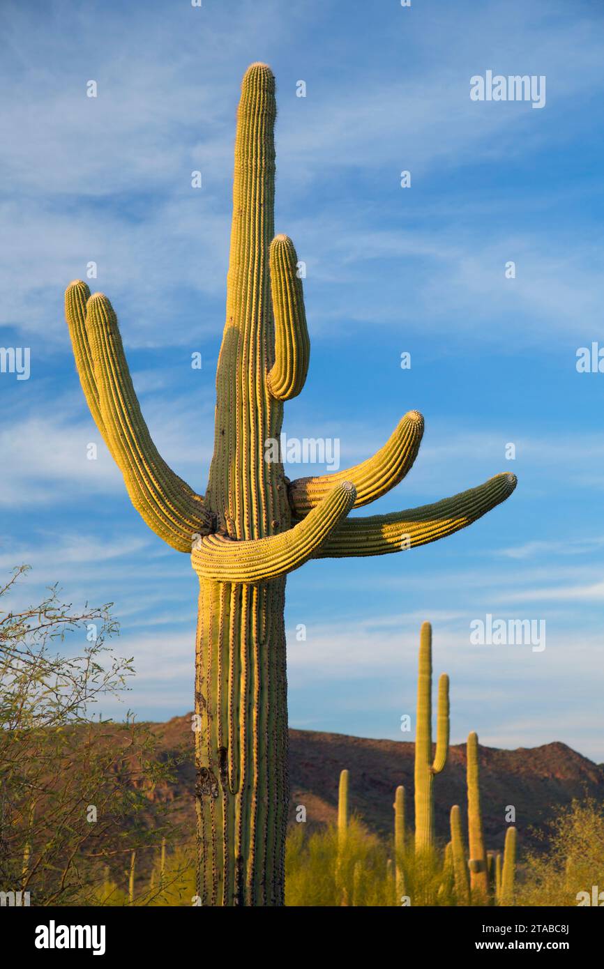 Cabeza prieta wildlife hi-res stock photography and images - Alamy