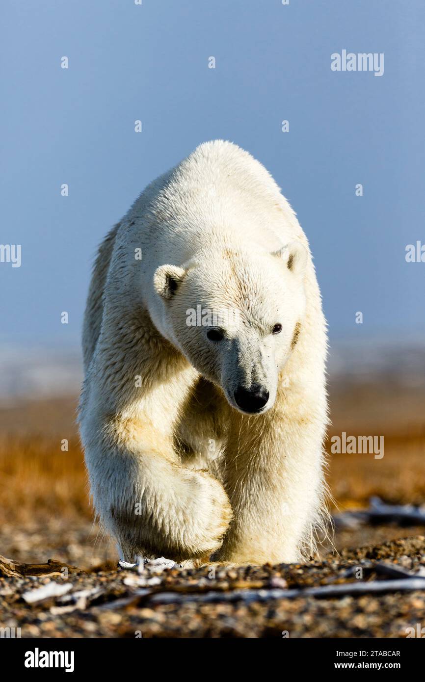 Polar bear on Barter Island, Arctic National Wildlife Refuge, Alaska ...