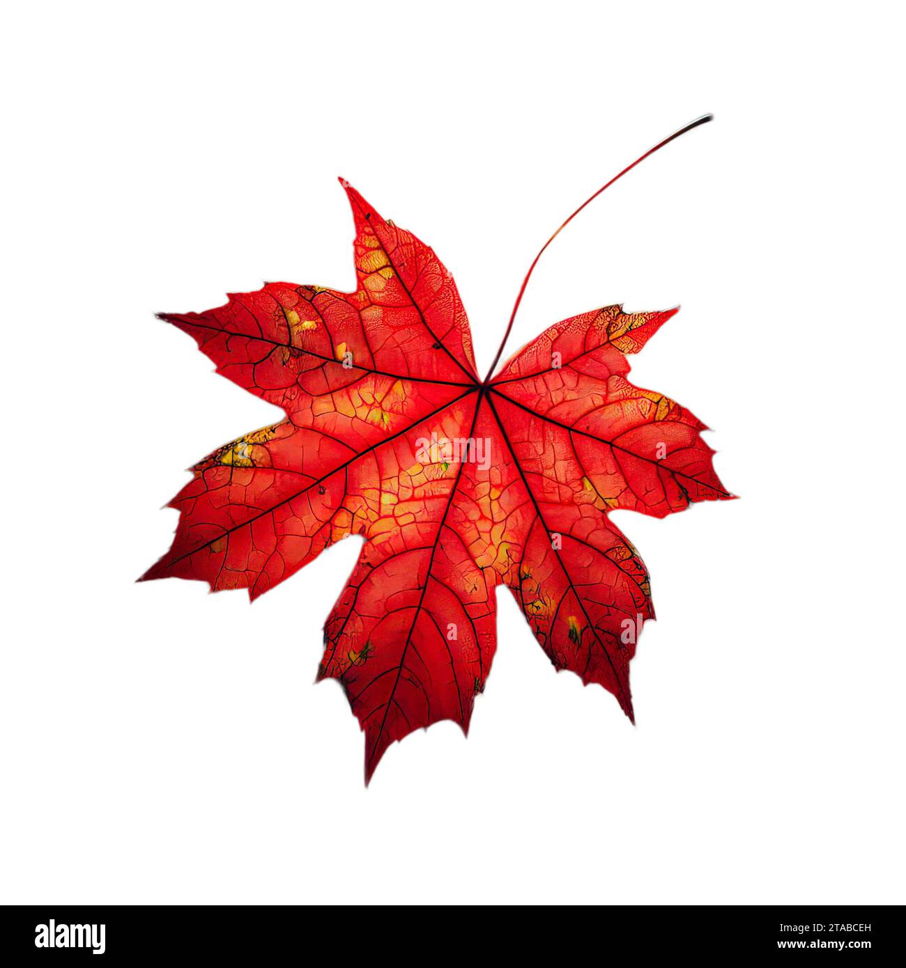 Green maple leaf frame Cut Out Stock Images & Pictures - Alamy