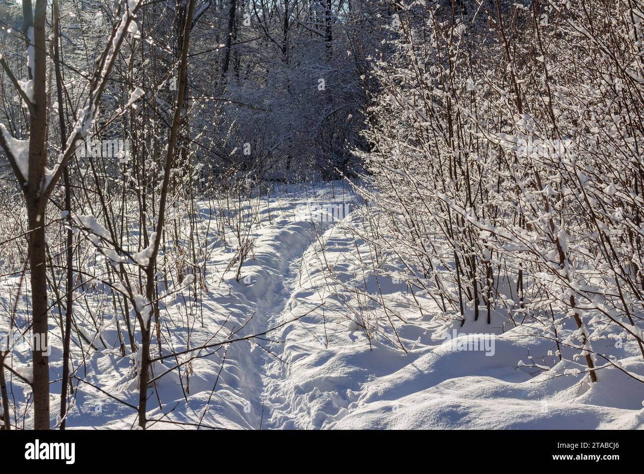 Winter snowy landscape with a pedestrian path running through an ...