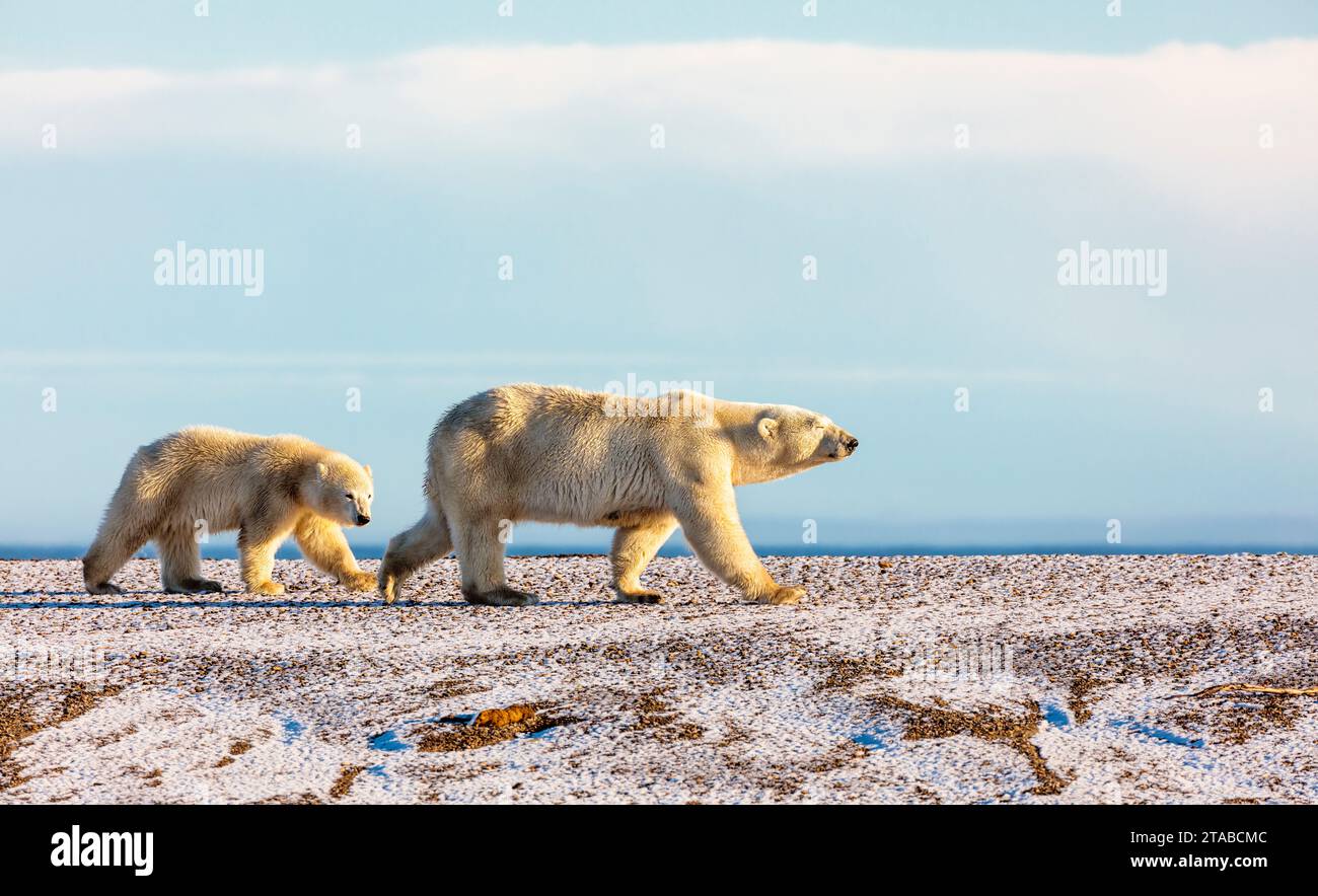 Two polar bears, Barter Island, Arctic National Wildlife Refuge, Alaska ...