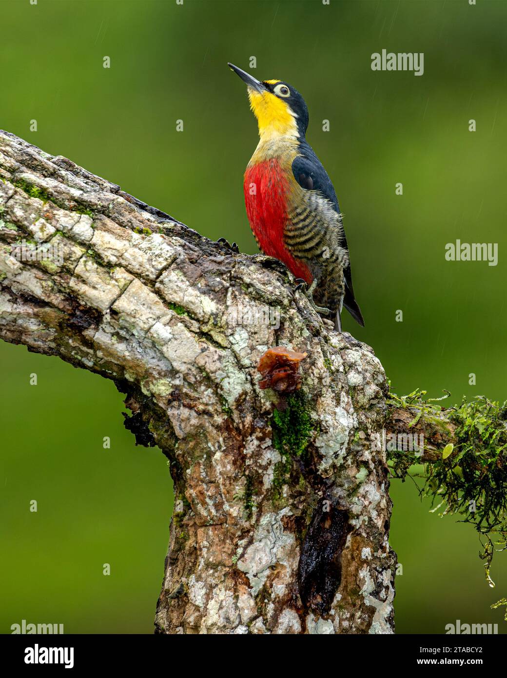 In the Atlantic forest of Brazil, a Yellow-fronted Woodpecker ...