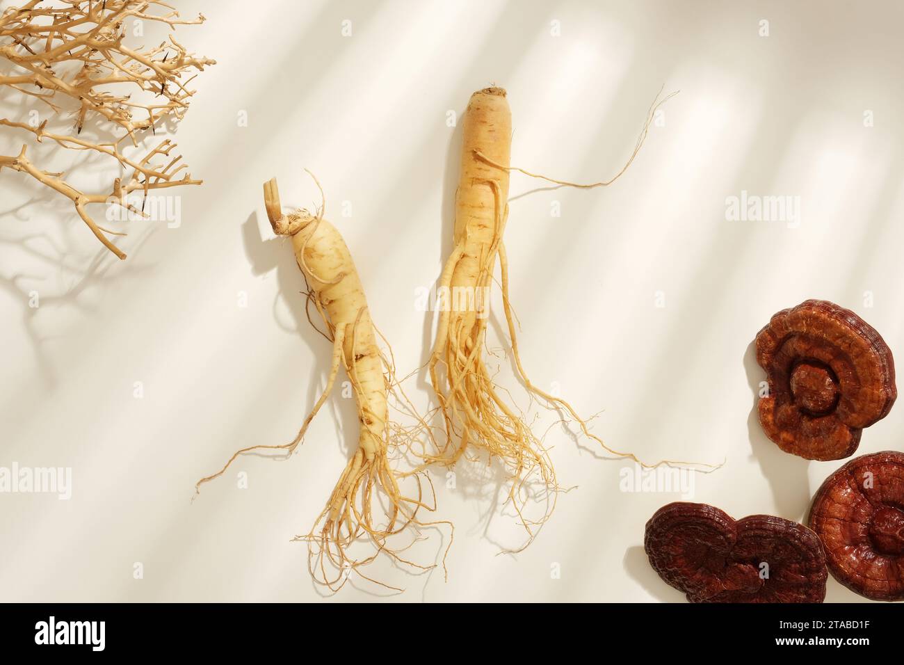 Fresh ginseng roots displayed with lingzhi mushrooms and dry twigs in ...