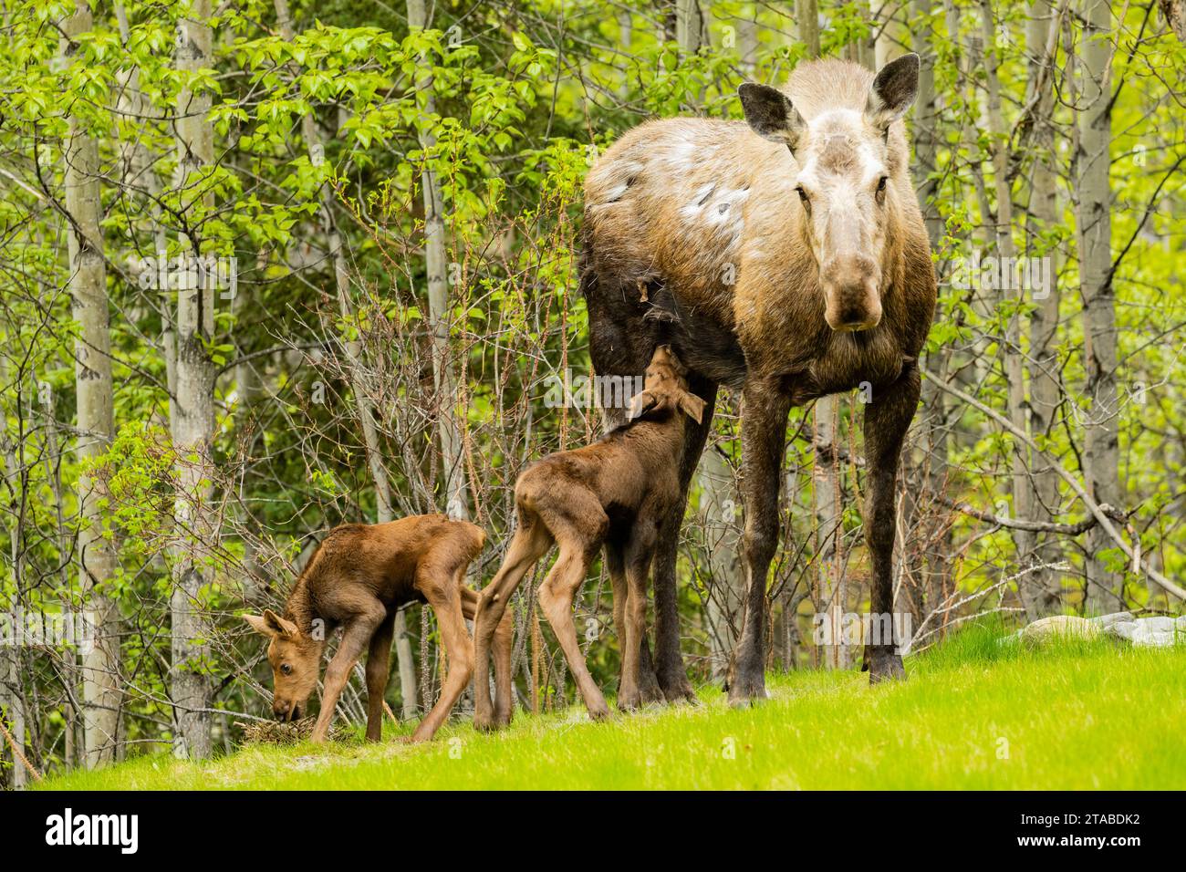 Moose lying down hi-res stock photography and images - Alamy