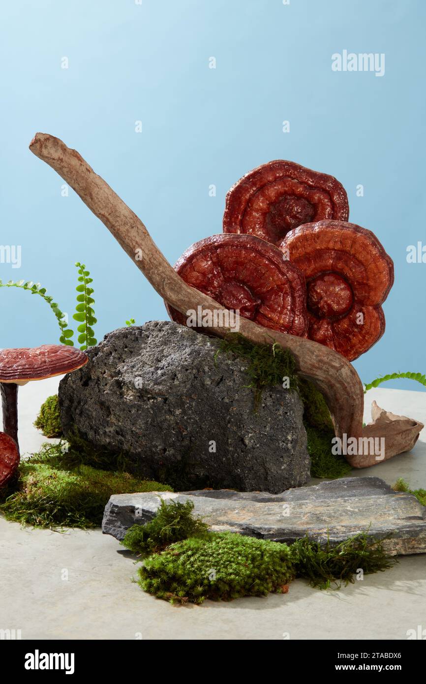 Mockup scene for advertising product of Lingzhi extract. On a blue ...