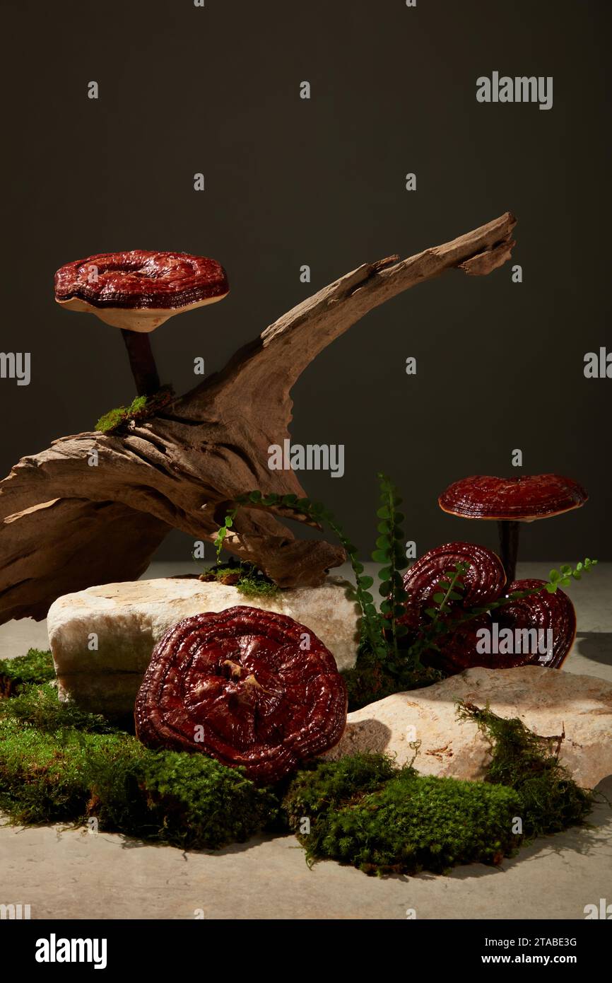 Abstract dark background with ganoderma mushroom, twigs, stones and ...