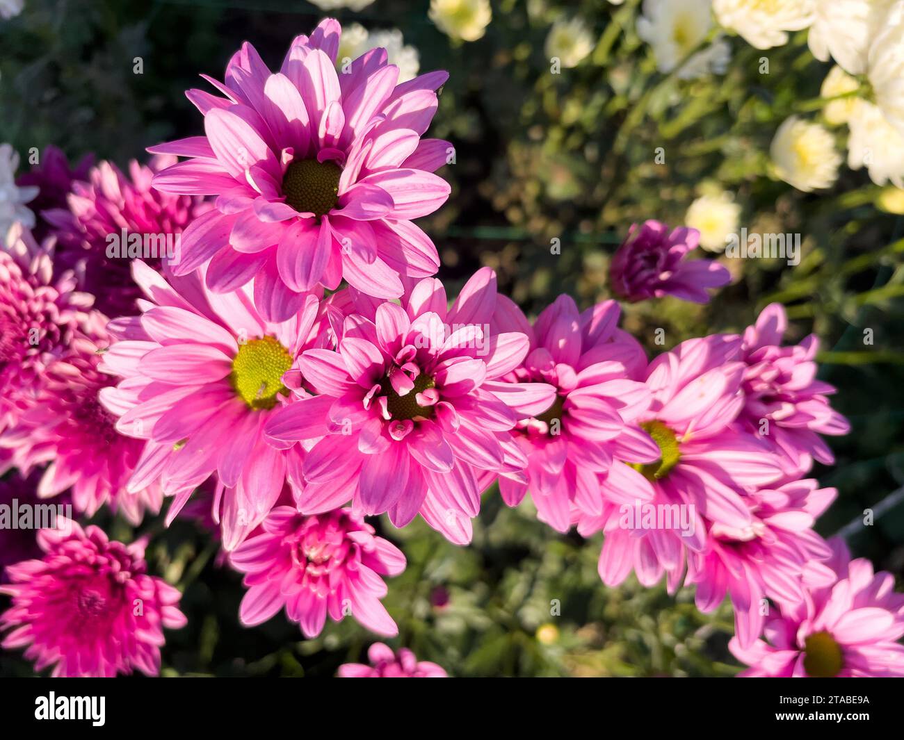 Beautiful pink chrysanths hi-res stock photography and images - Alamy