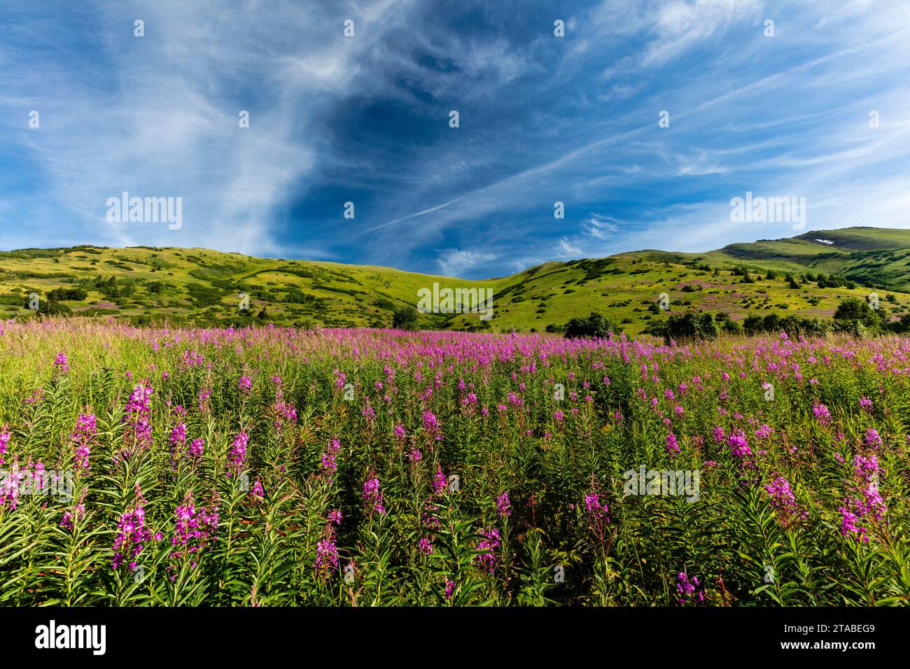 Fireweed (Epilobium angustifolium), Chugach State Park, Alaska Stock ...