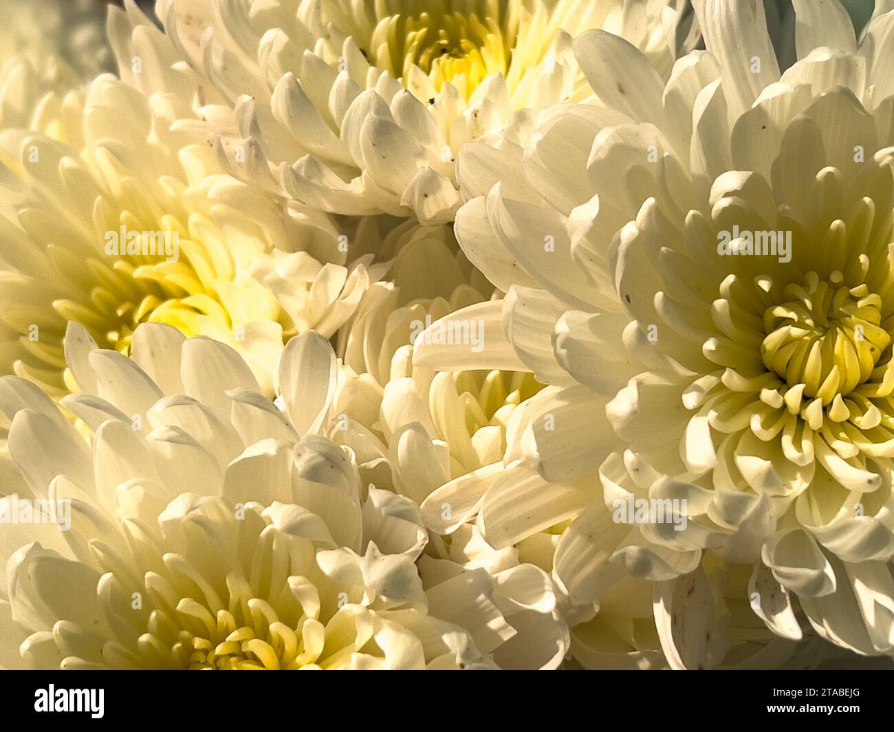 Chrysanthemums flower hi-res stock photography and images - Alamy
