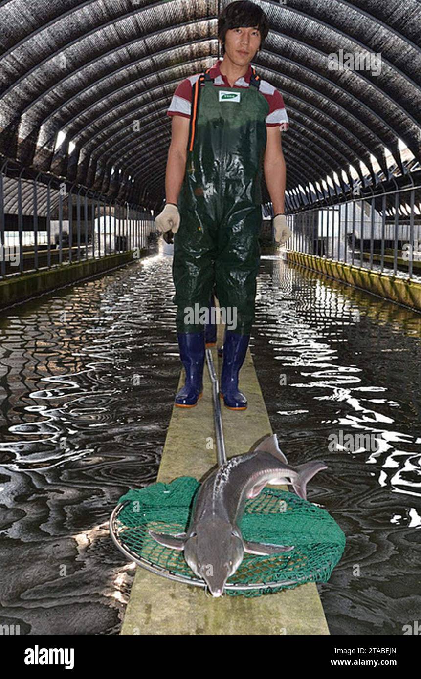 - Caviar farm in South Korea - 1 Stock Photo - Alamy