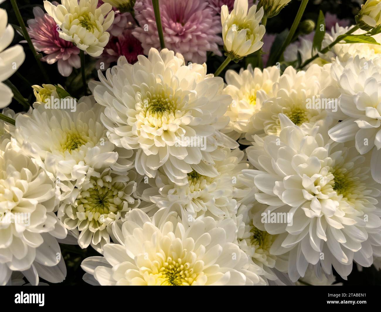 Gul dawoodi hi-res stock photography and images - Alamy