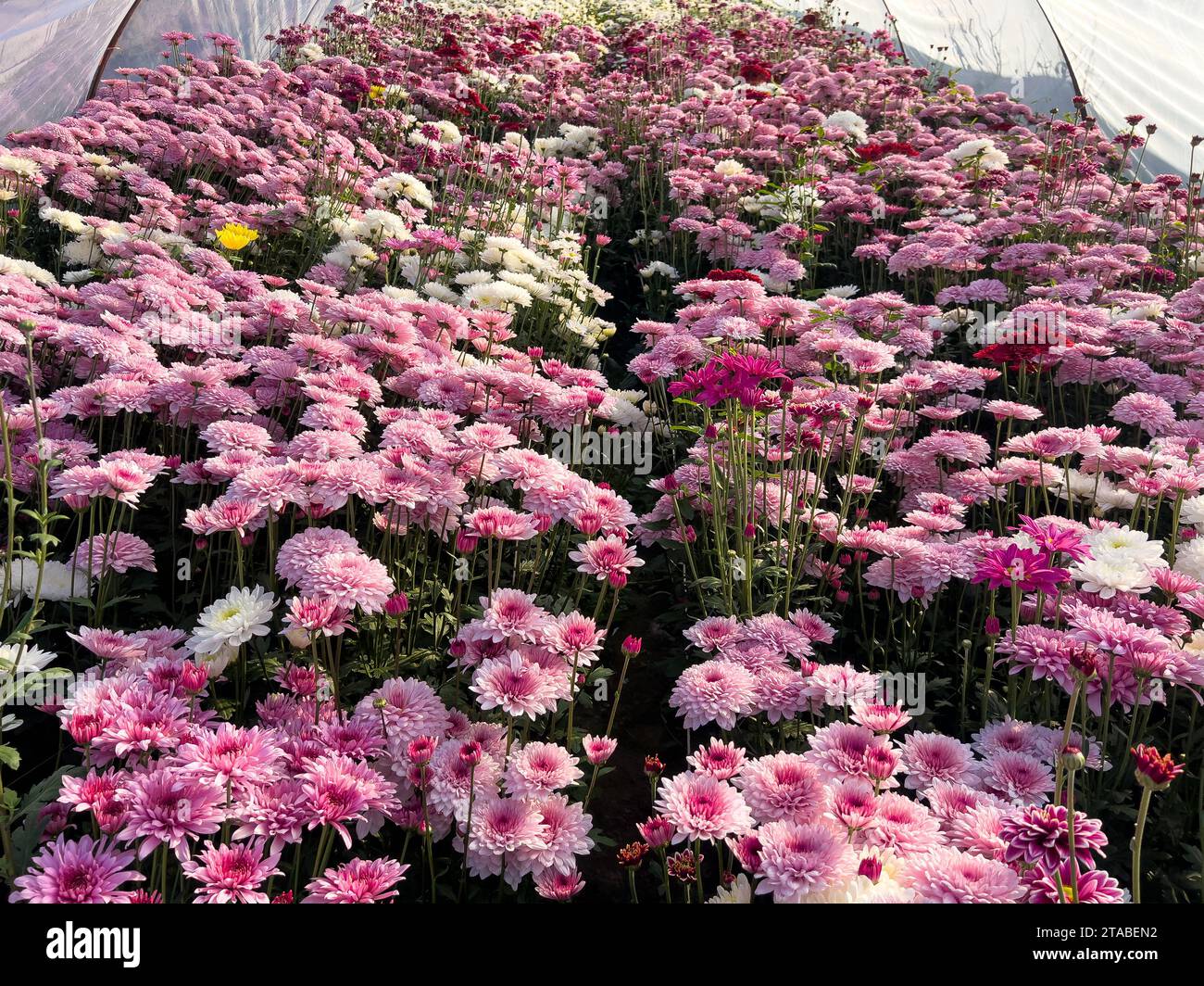 Pink gul e dawoodi chrysanthemums blooming in the greenhouse are grown ...