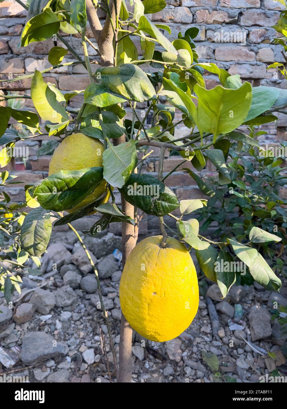Yellowripe large lemons on a tree branch. Hill lemon ripe fruit Stock ...