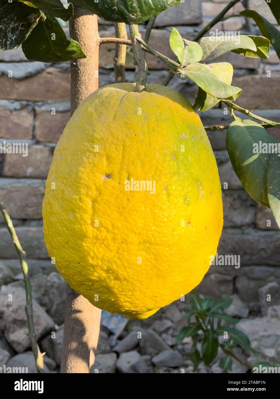 Galgal hi-res stock photography and images - Alamy