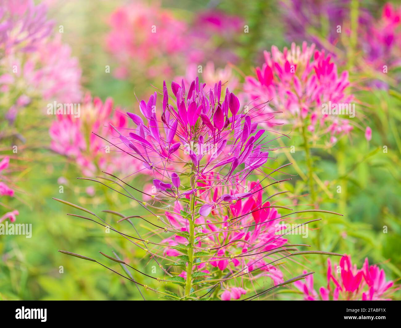 Group of purple and red Cleome hassleriana flowers or Spinnenblume or ...