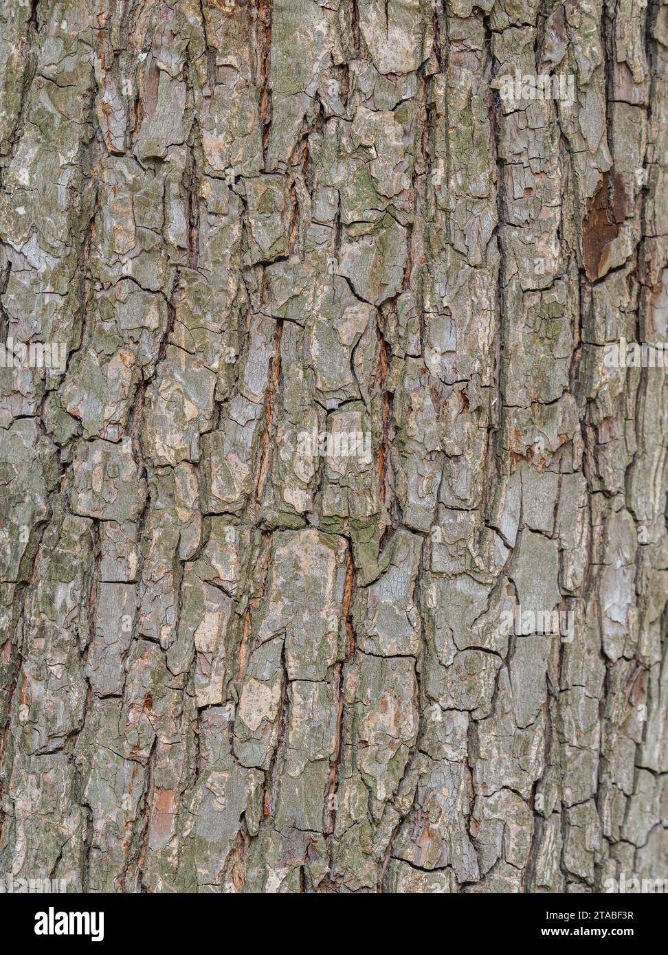 Texture of the bark of an old apple tree, background. Detailed bark ...